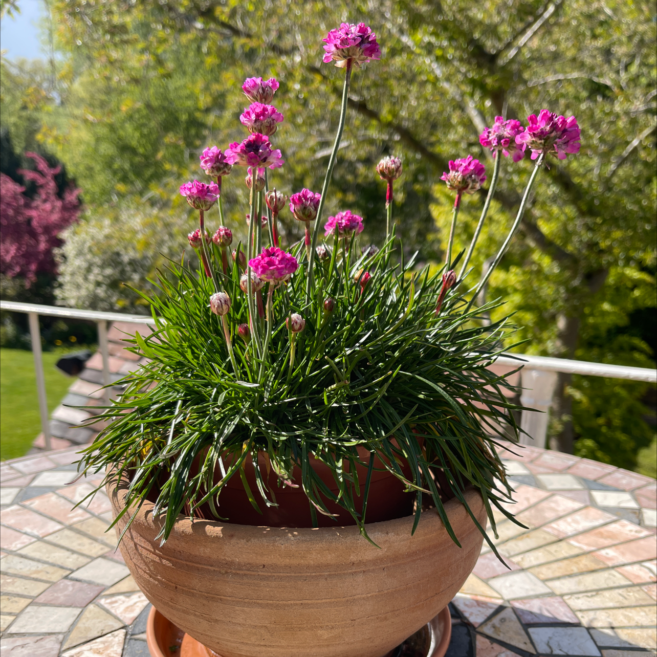 Sea Thrift - Ultimate Guide to Fertilizing