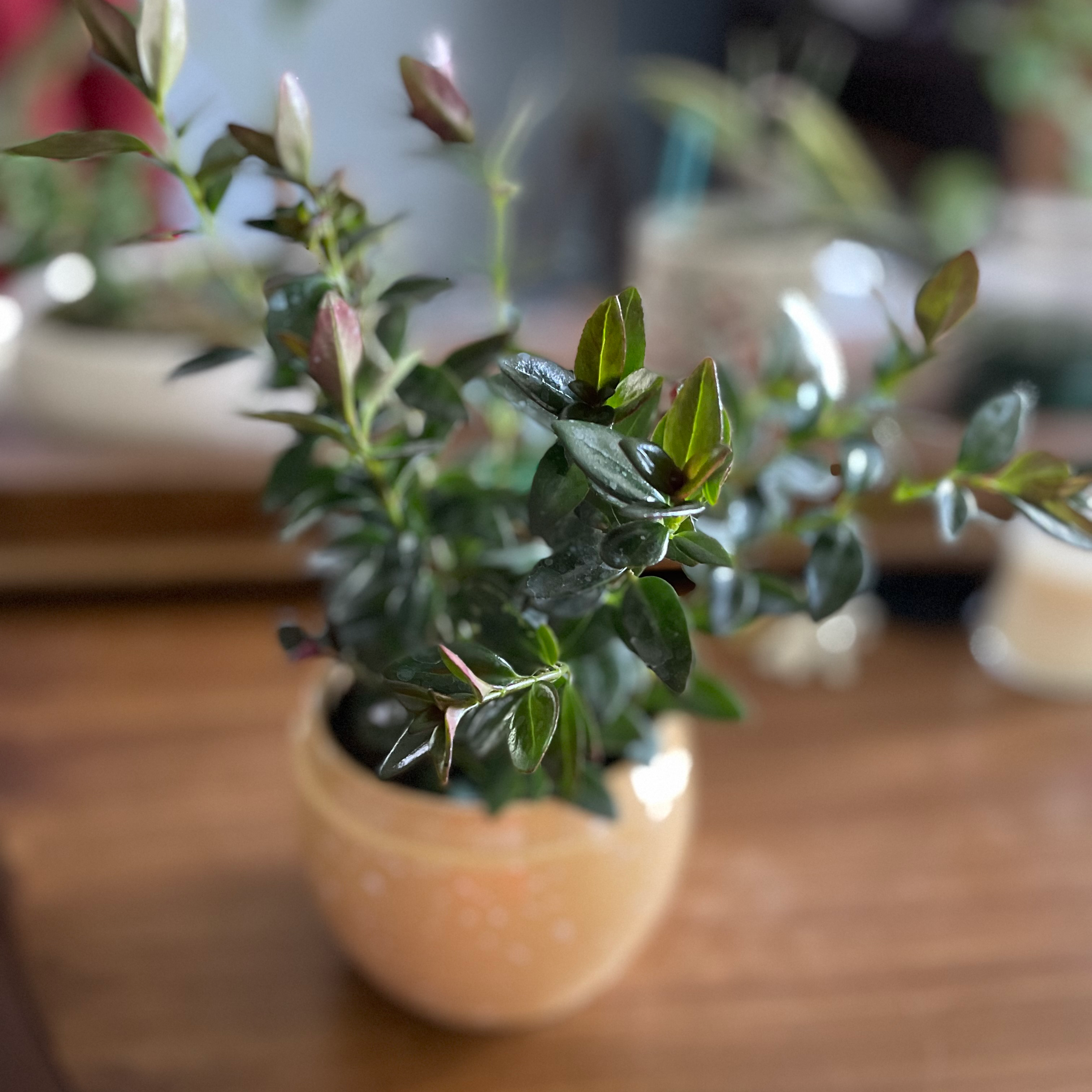 🐠 Propagating Your Goldfish Plant: Step-by-step Guide