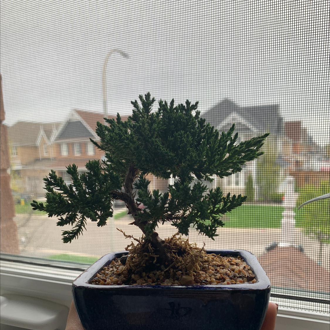 Symbolism and Benefits of the Japanese Garden Juniper