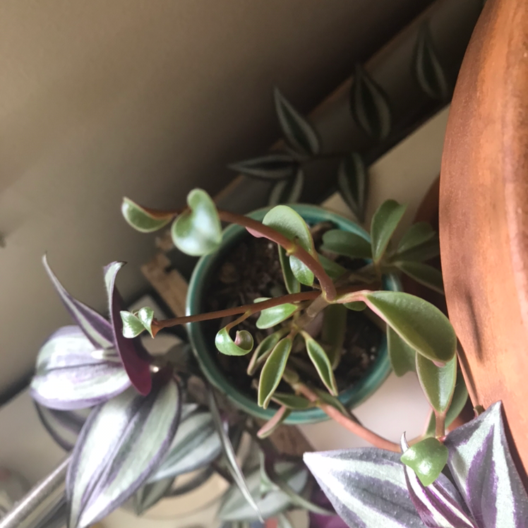 What Temperature Does My Peperomia 'Ruby Cascade' Need?