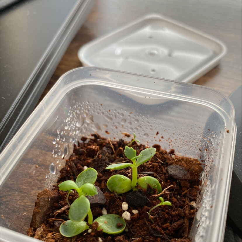 Common Mother of Millions Problems