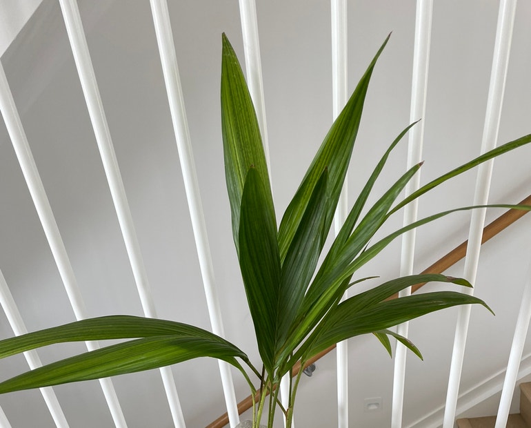 Propagating Bangalow palm: The Ultimate Guide Propagating Bangalow palm: The Ultimate Guide