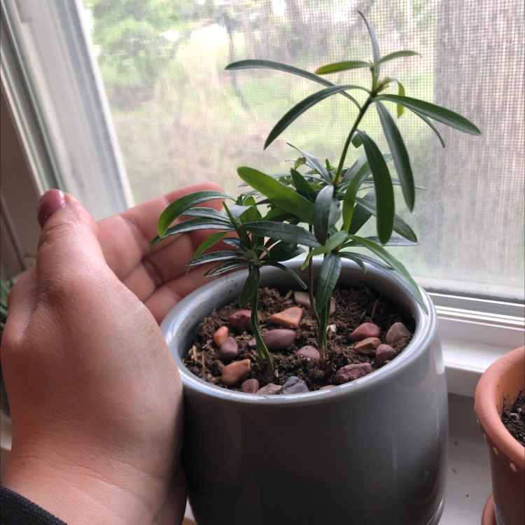 10 Benefits of Having a Chinese Yew