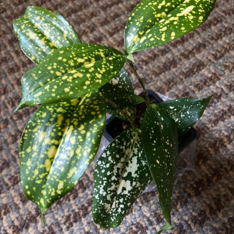 What Do I Do About dracaena 'milky way' root rot?