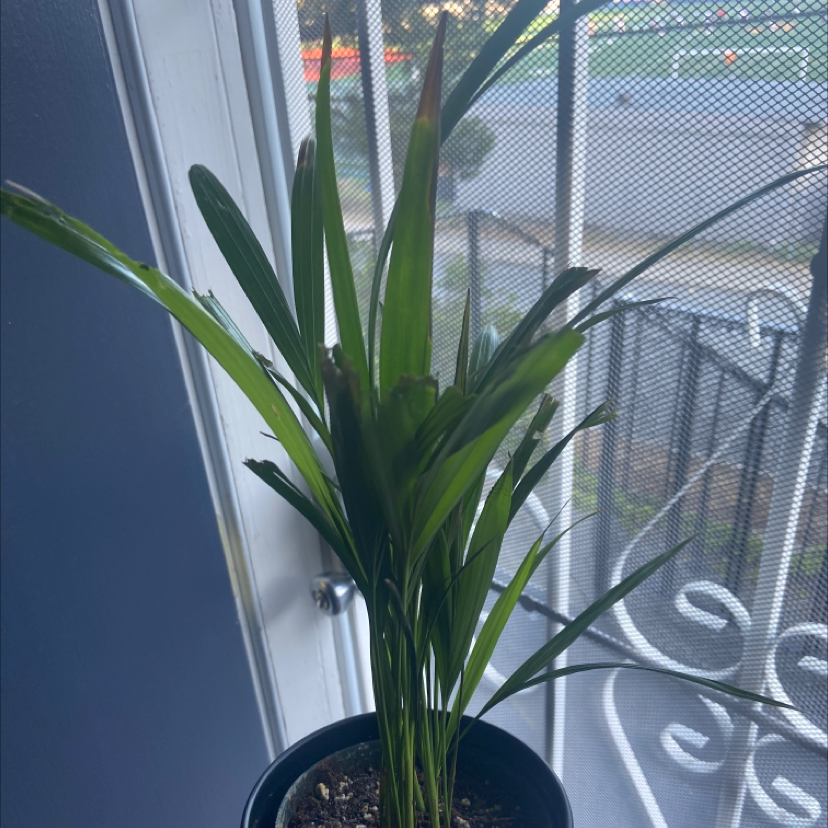 Propagating My Queen Palm: Step-by-Step Guide