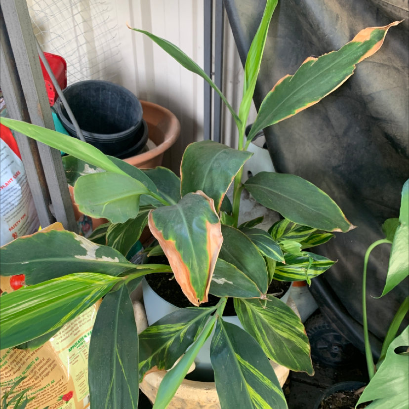 Why Are There Brown Spots on My Variegated Shell Ginger?
