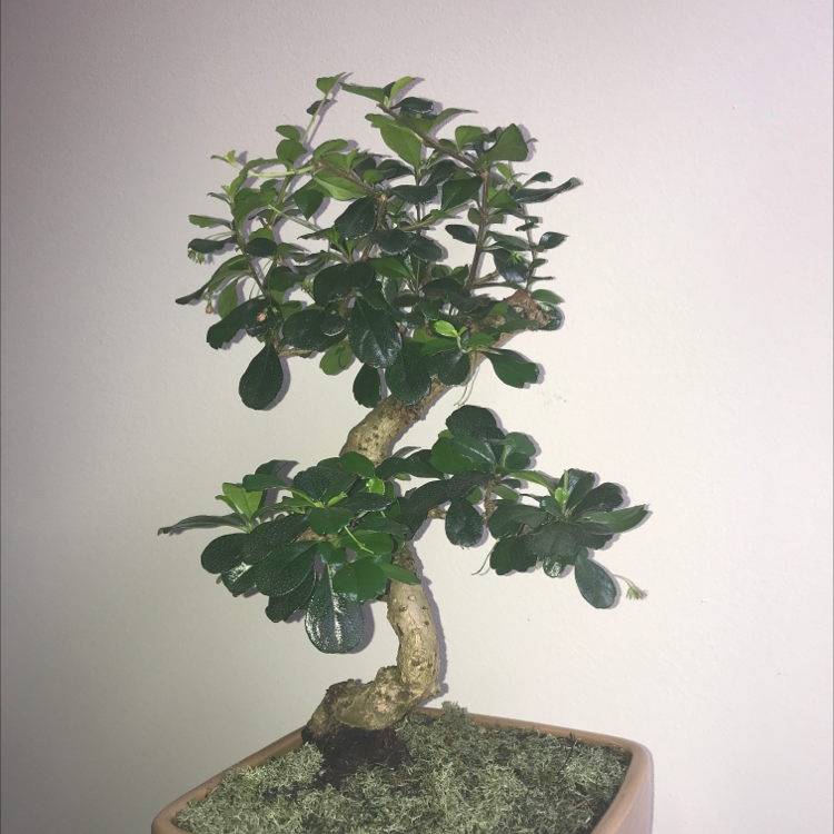 What To Do About Bugs on My Fukien Tea Tree? 🐛