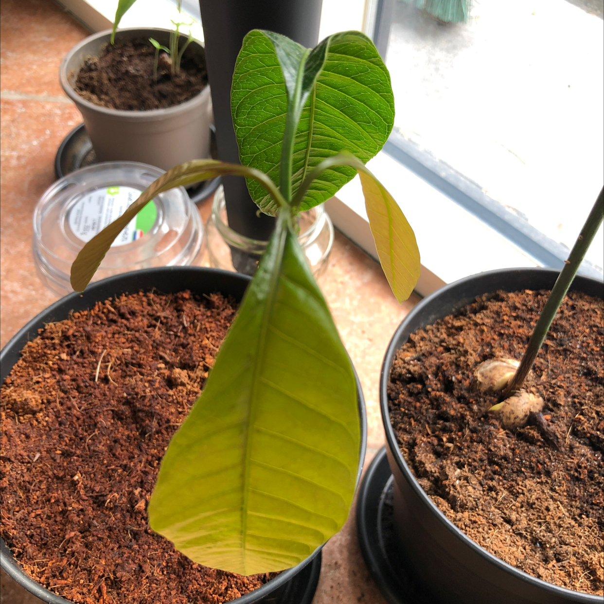 🥭 What Is A Good Temperature Range For My Mango?