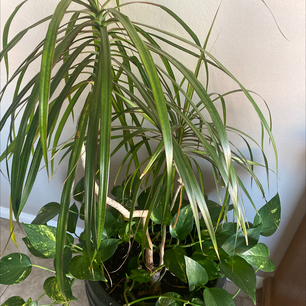 How to Prune Song of India