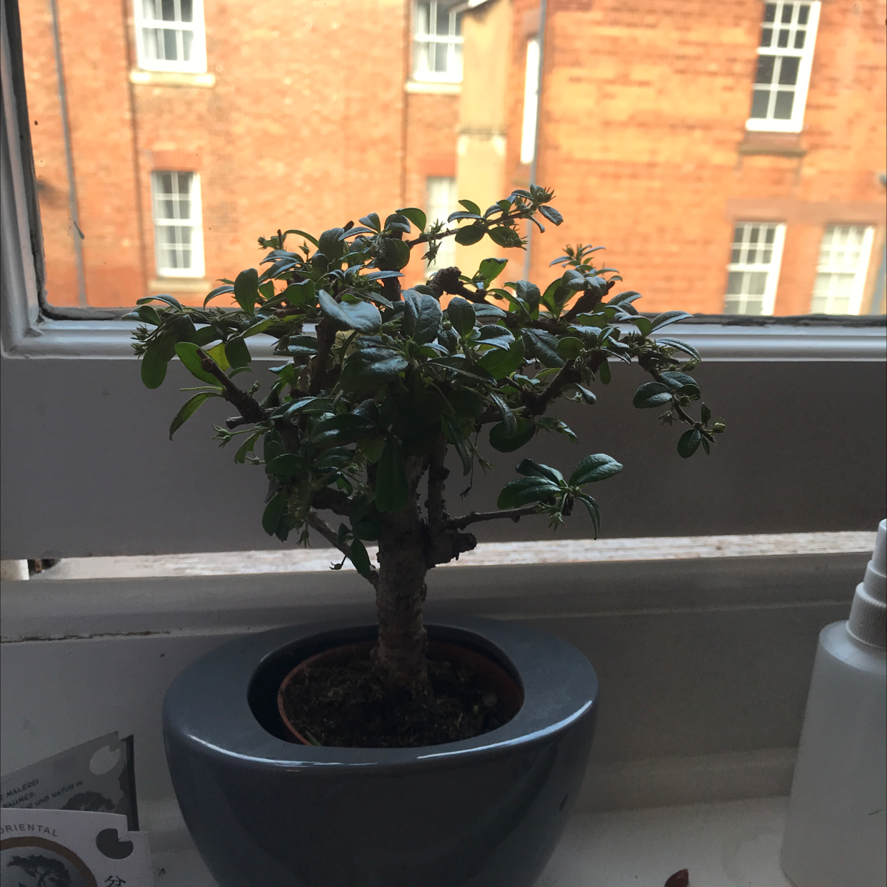 🥀 Why Are My Fukien Tea Tree Leaves Droopy?