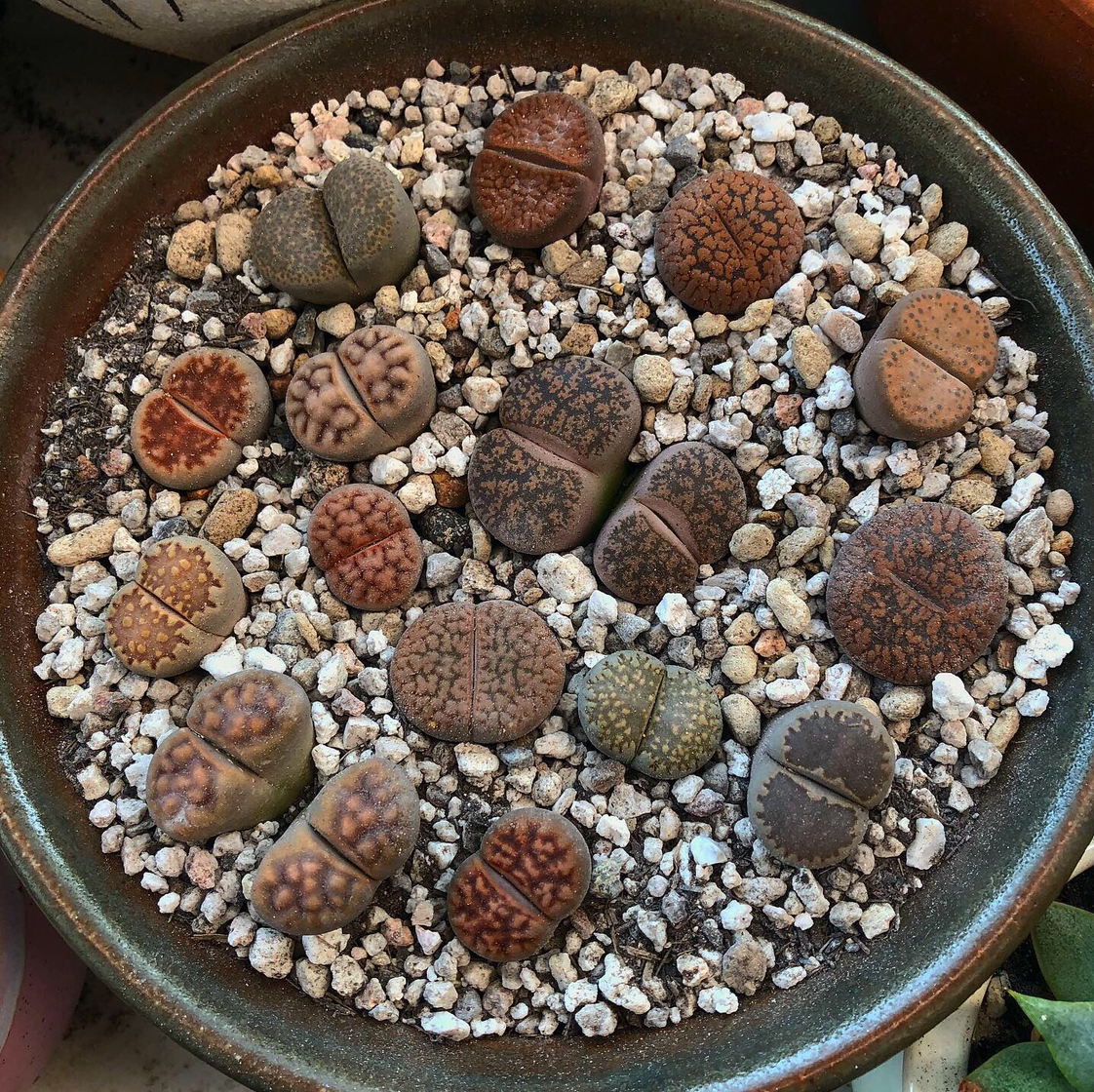 Why Are There Brown Spots on My Lithops optica 'Rubra'?