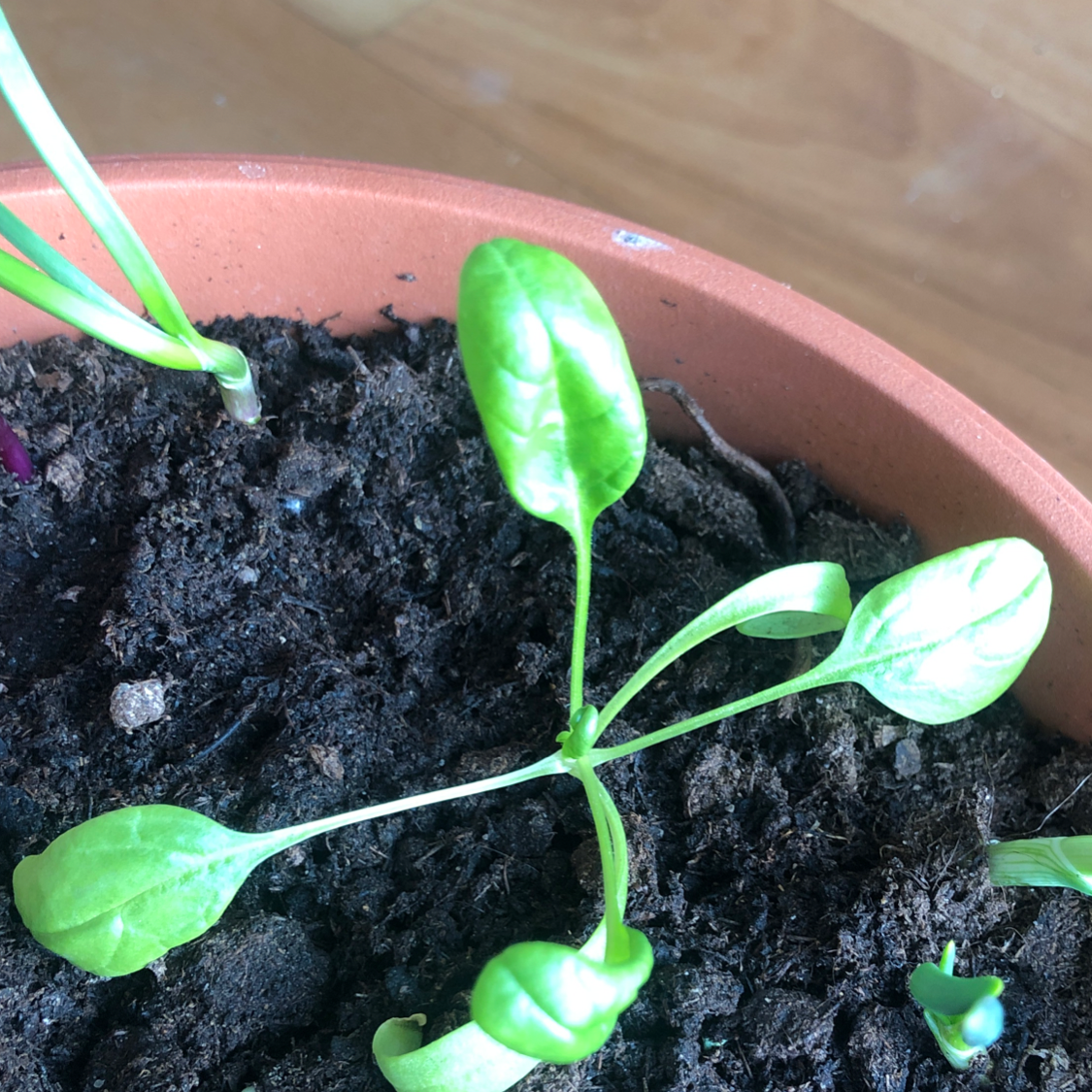 How to Prune Spinach