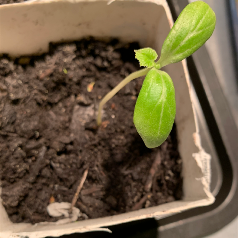Fertilizing My Cucumber