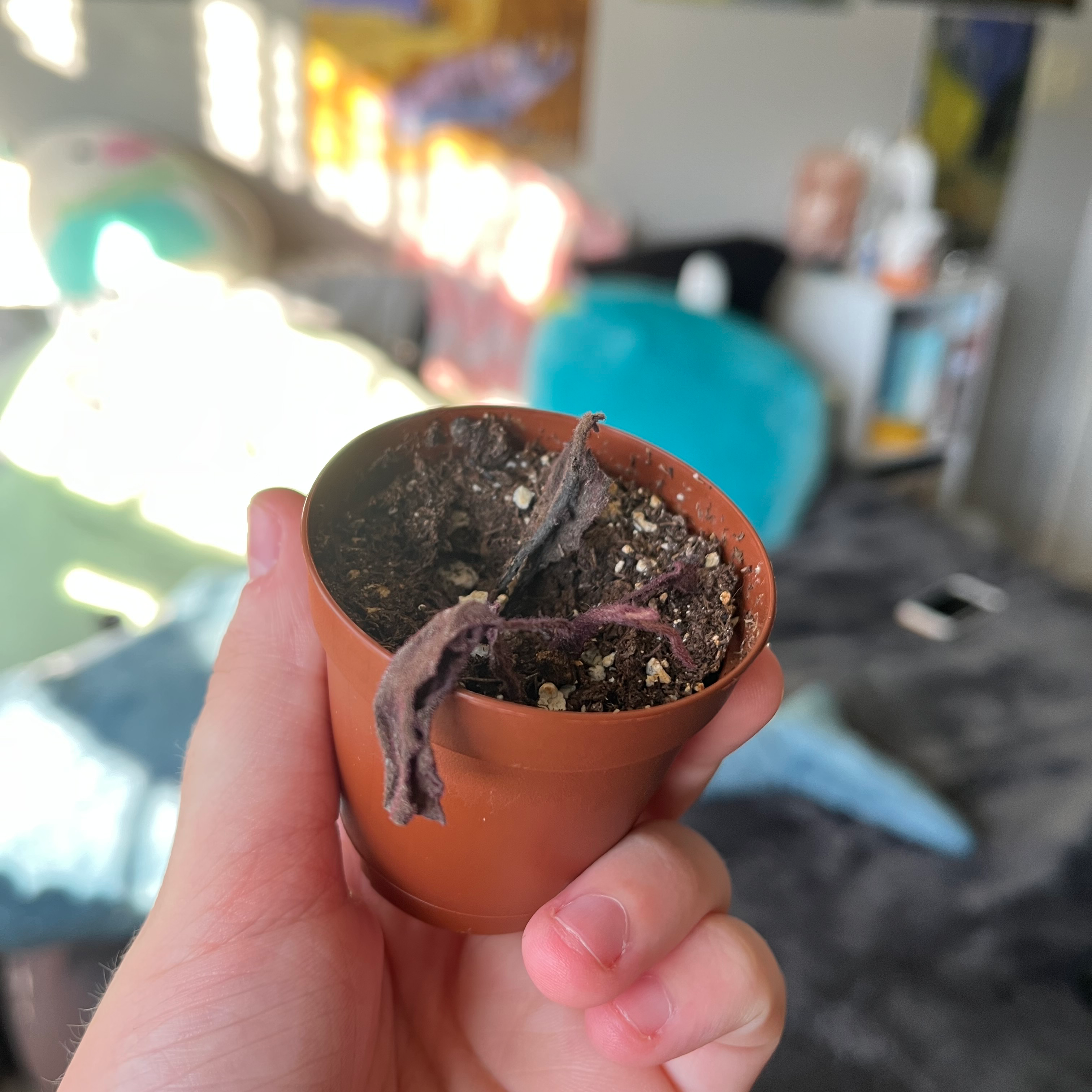 Diagnosing purple velvet plant root rot