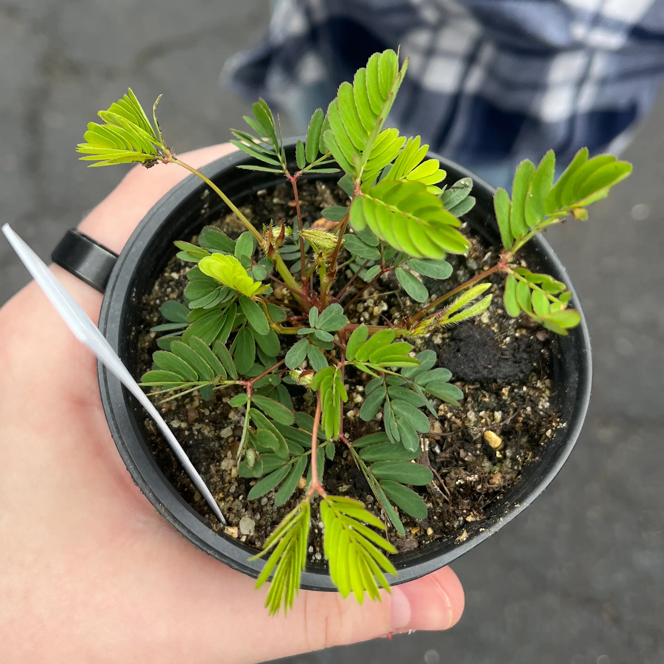 Why Are My Sensitive Plant Leaves Turning Yellow?
