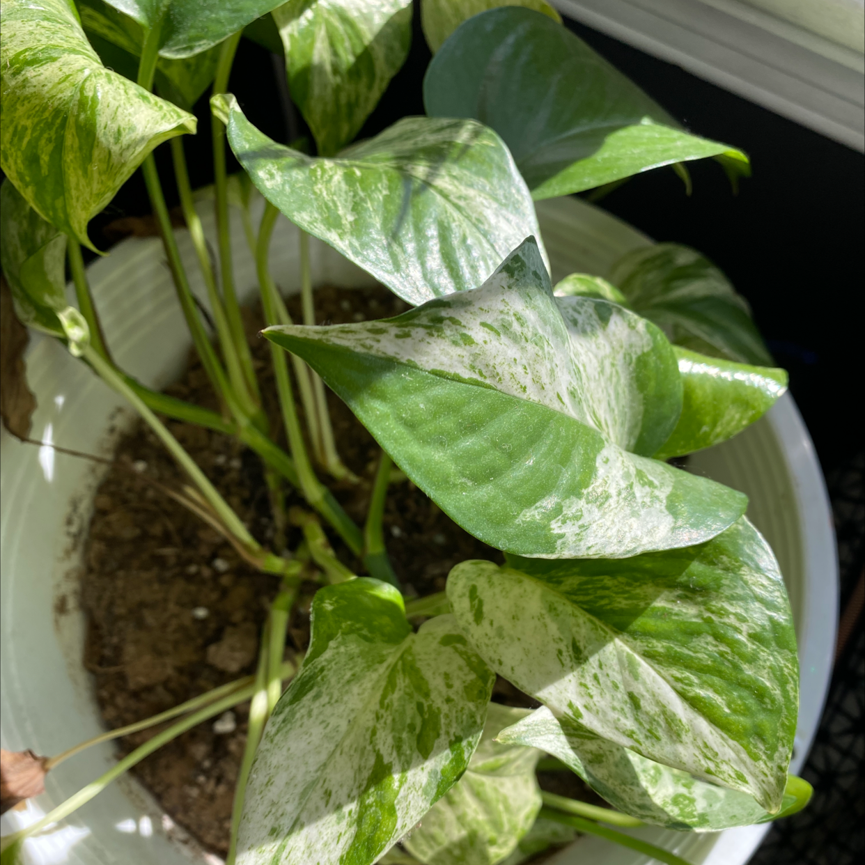 How To Get A Marble Queen Pothos To Bloom