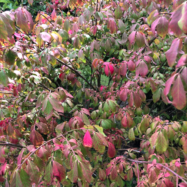 Propagating Your Burning Bush: Step-by-Step Guide