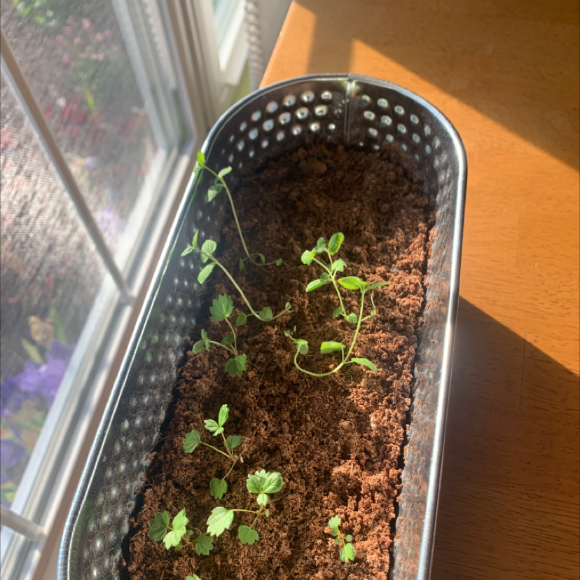 🍓 Light Requirements For My Strawberry by Season