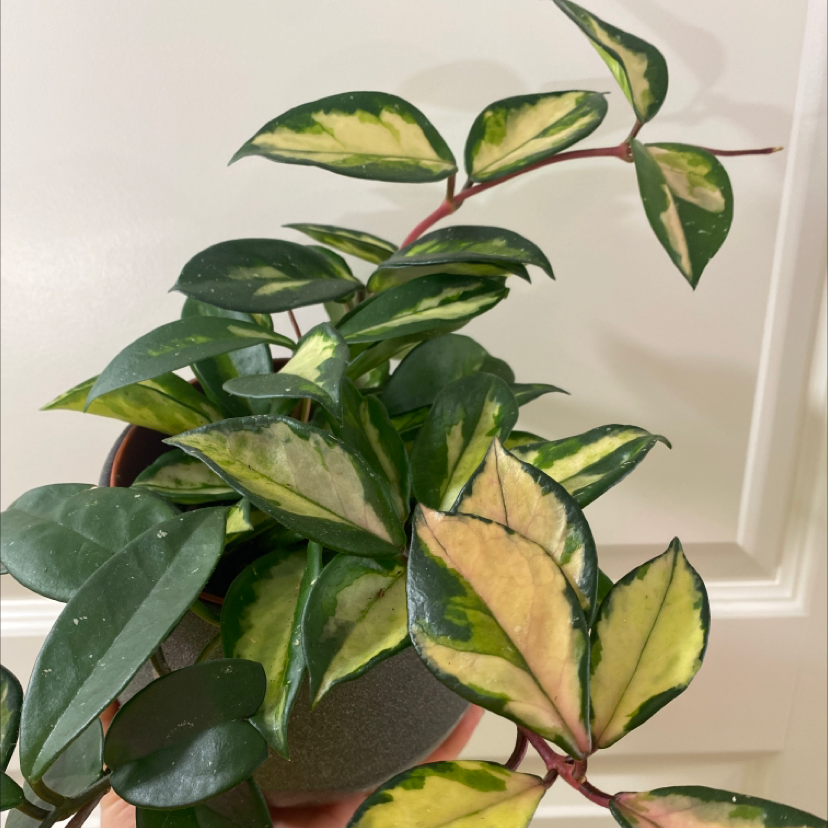 How Do I Cure Hoya Carnosa Tricolor Root Rot?