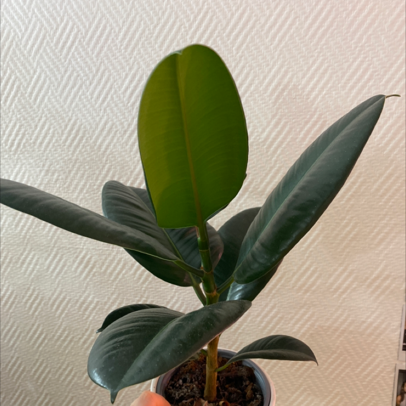 How to Get a Ficus Robusta to Bloom