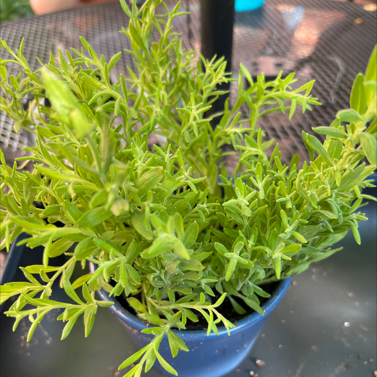 How Do I Fix lavender root rot?