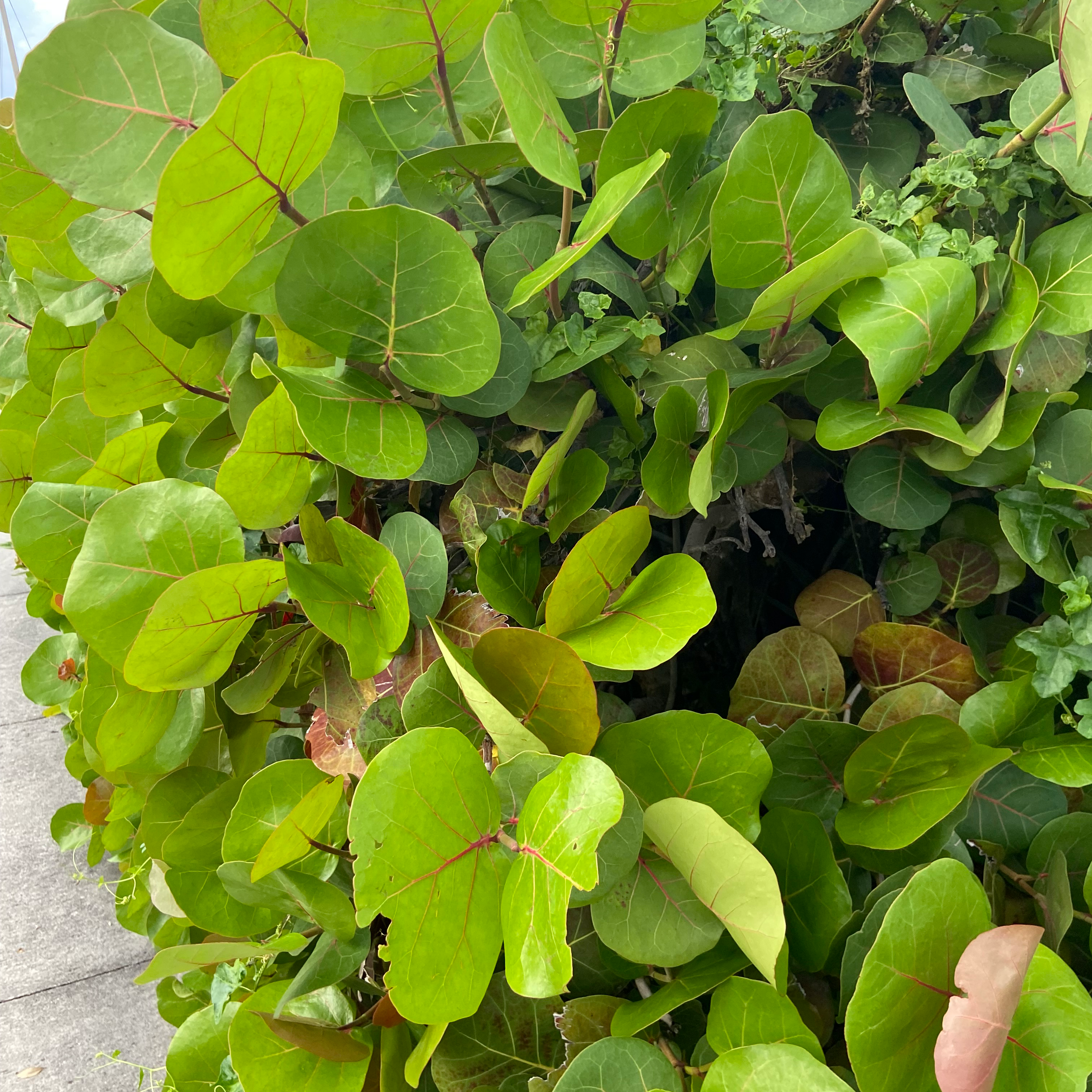 Why Are My Seagrape Leaves Falling Over?