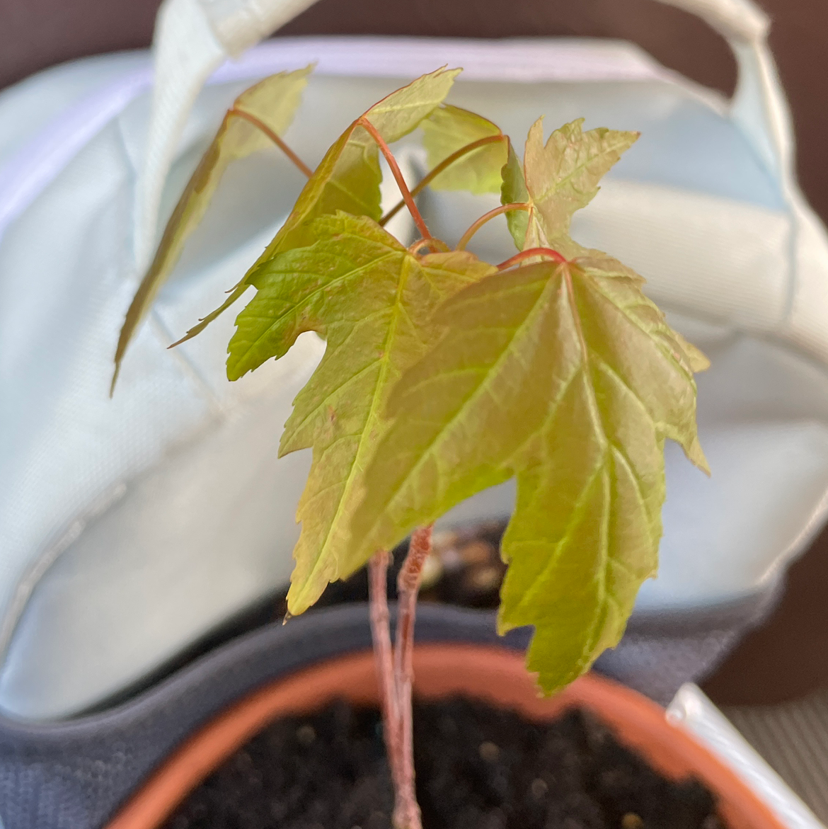 Propagating Your Red Maple: Step-by-Step Guide