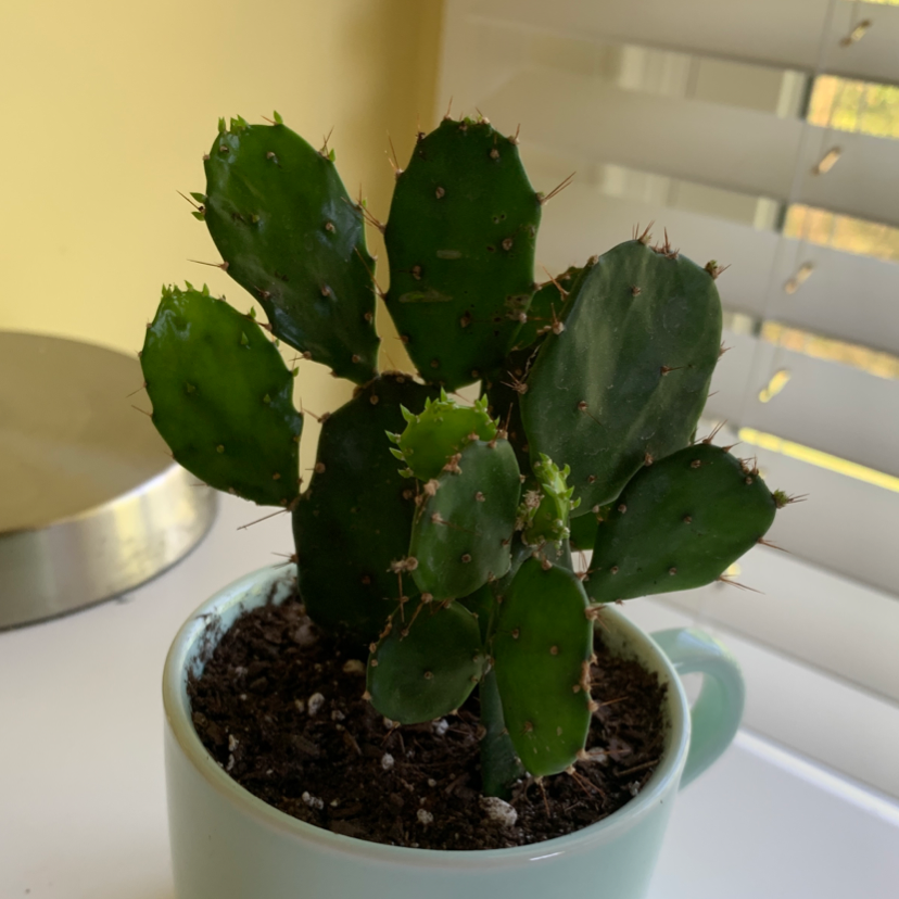 🌵 Light Requirements For Your Erect Prickly Pear