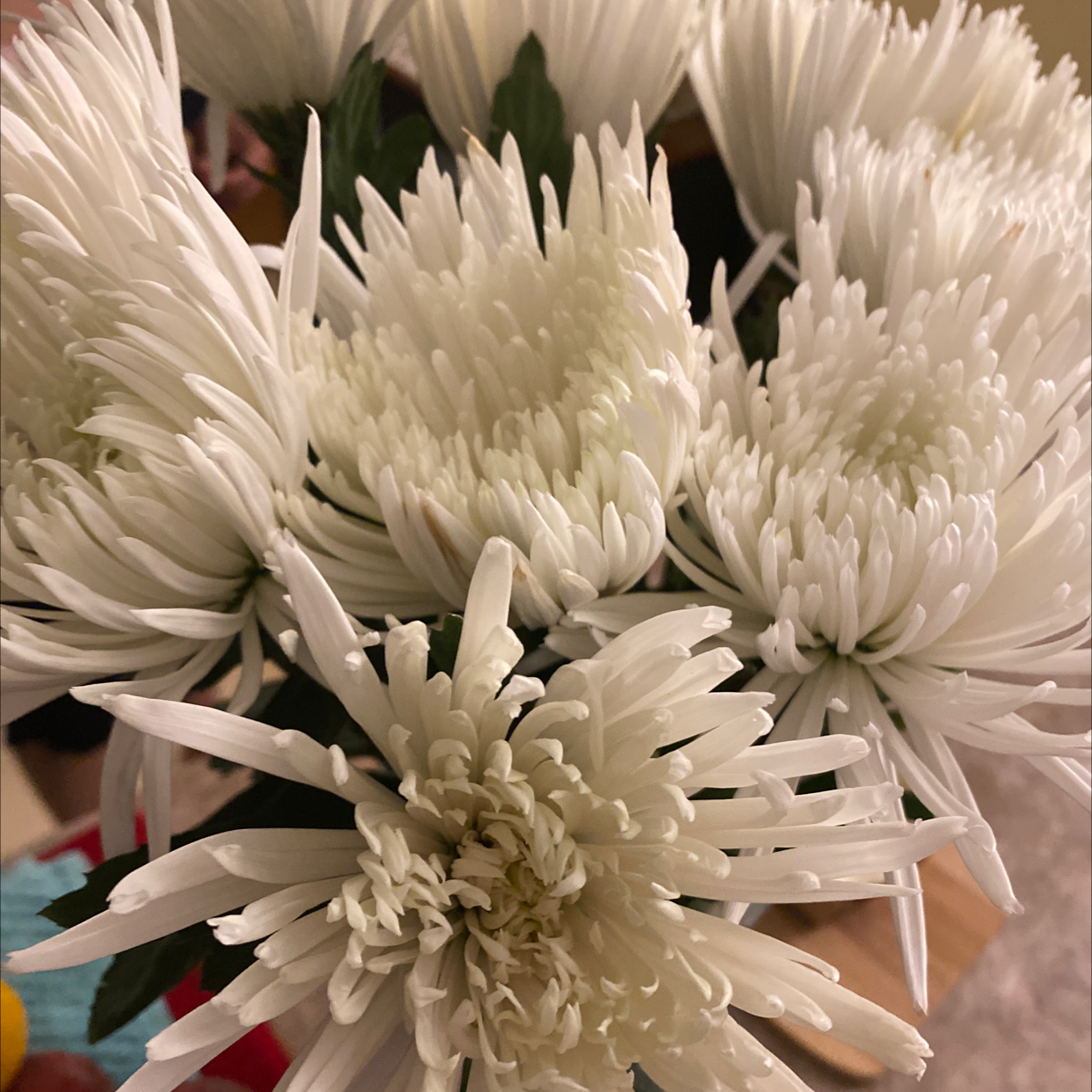 Giant Crego Aster - Ultimate Guide to Fertilizing