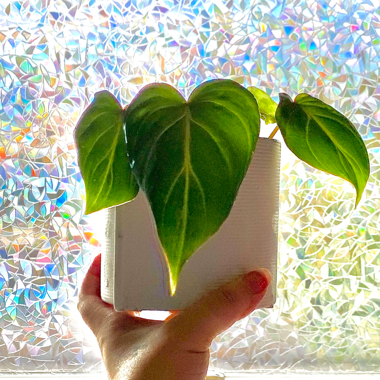 Propagating Your Philodendron gloriosum: Step-by-Step Guide