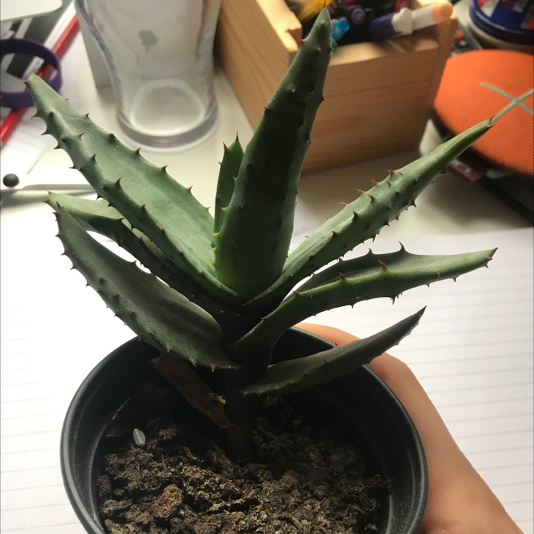 Cape Aloe - Fertilizing 101