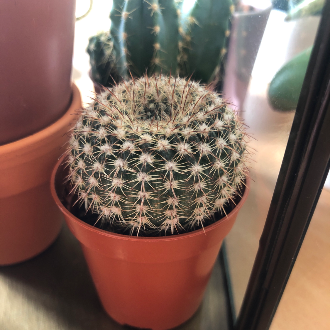 How to Know When to Repot a Silver Ball Cactus?