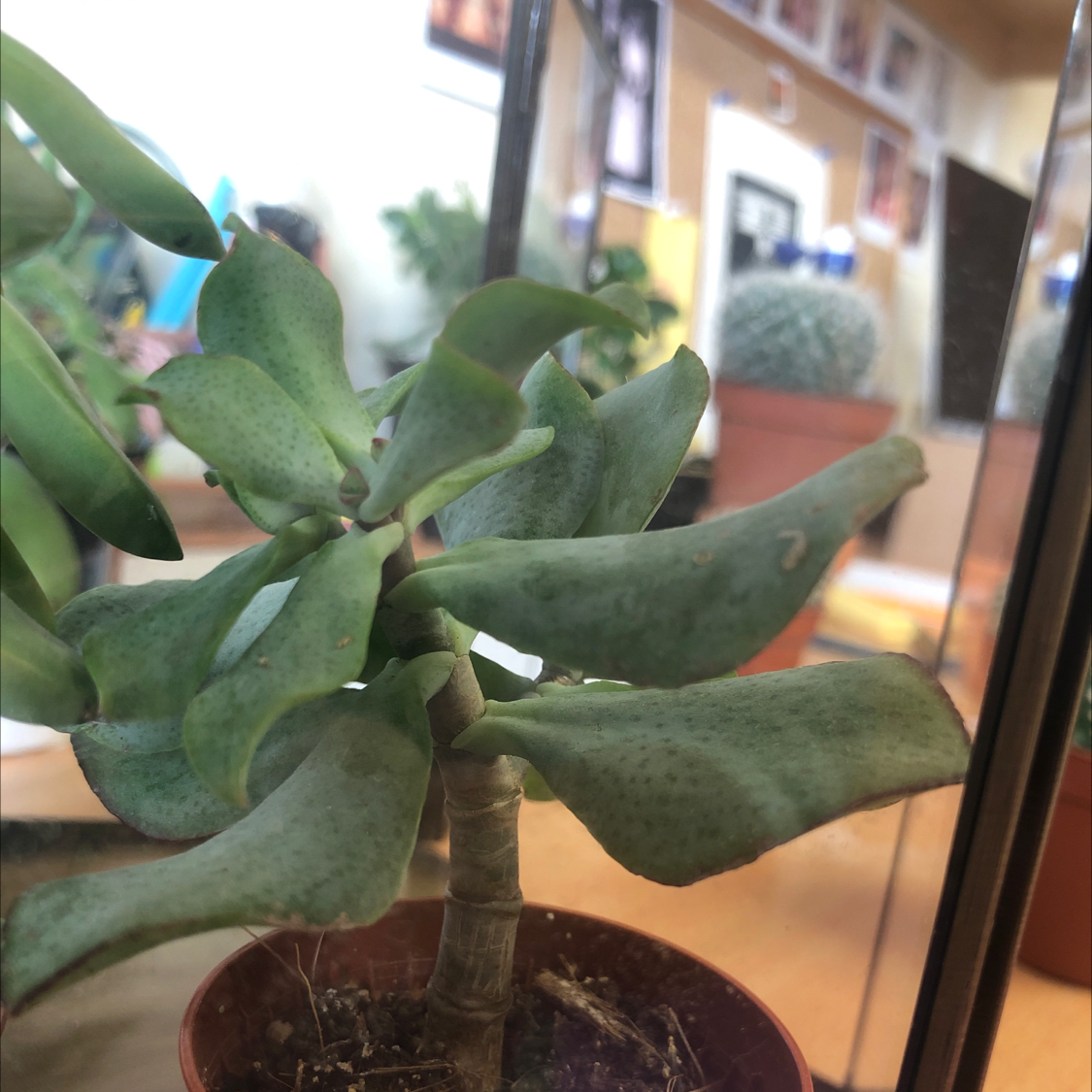 💧 How Much Humidity Does My Curly Jade Plant Need?