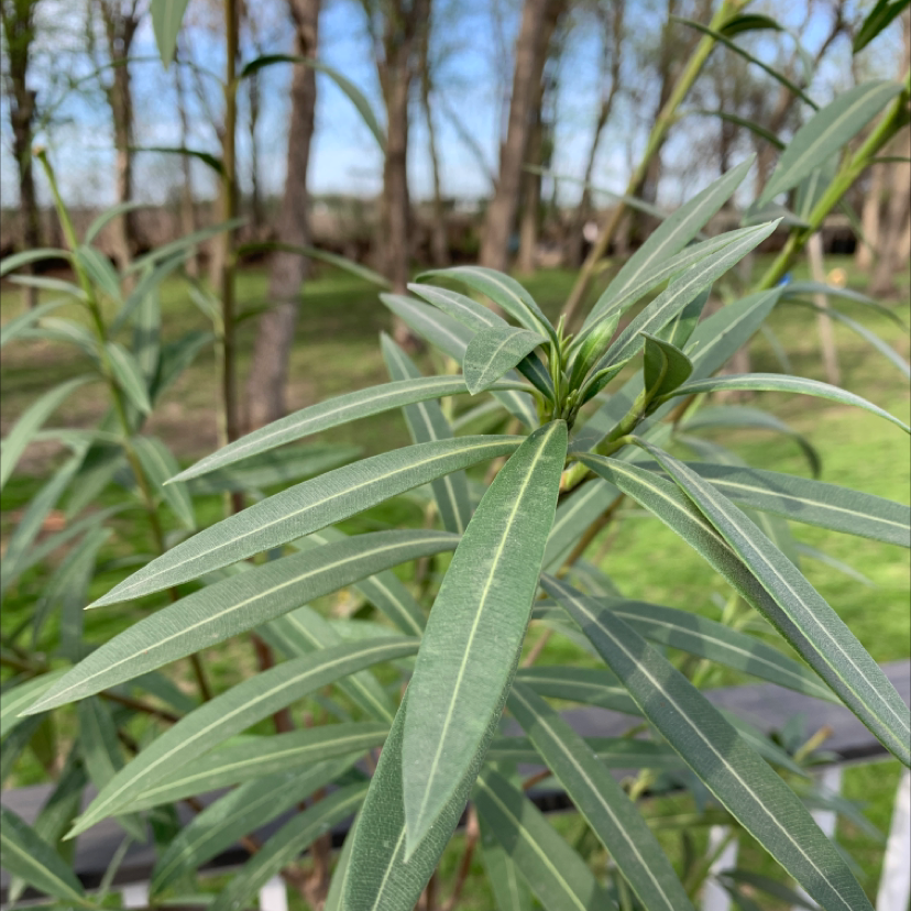 How to Prune Oleander
