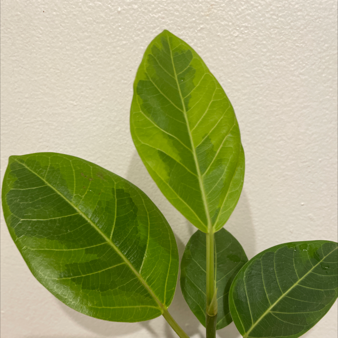 10 Benefits of Having a Council Tree