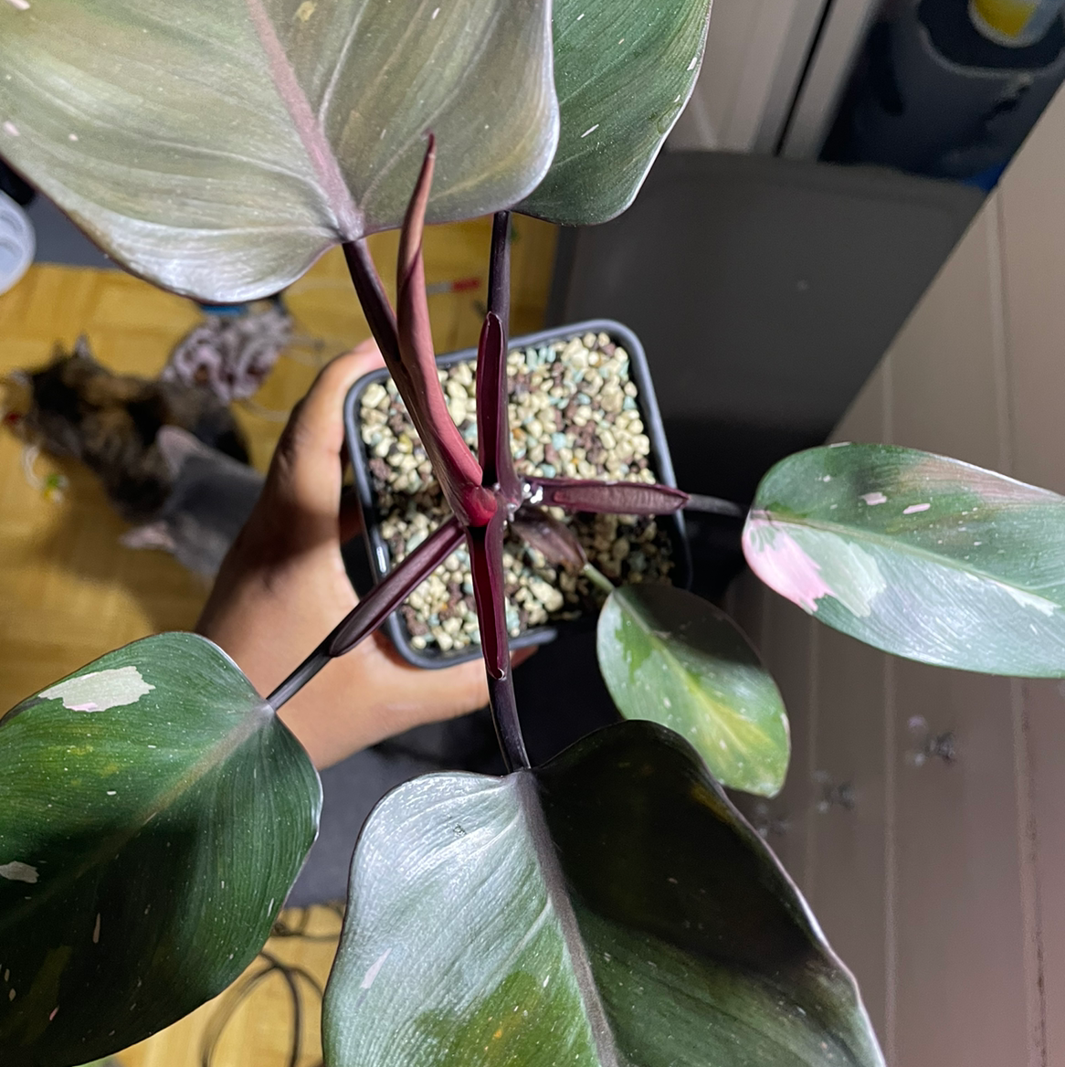 👸 Pink Princess Philodendron Soil