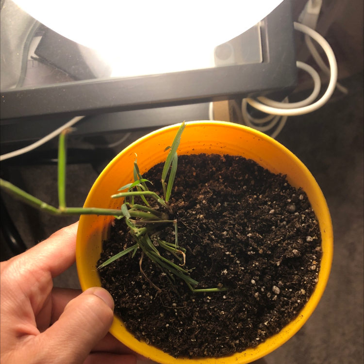 Fertilizing My Lemon Grass to Double Its Growth