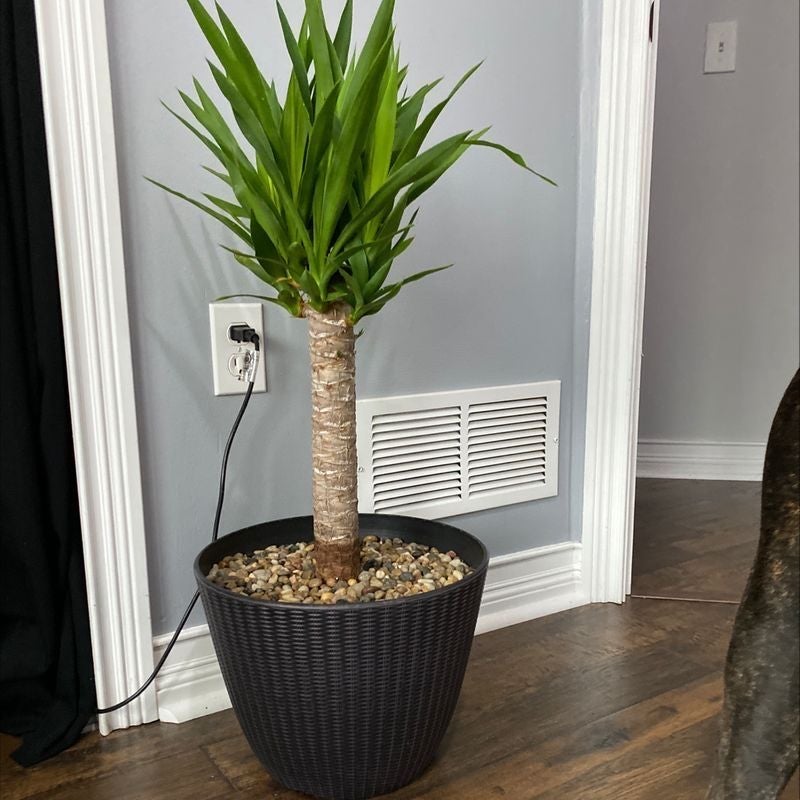 Why Does My Blue-Stem Yucca Have Yellow Leaves? 🍂