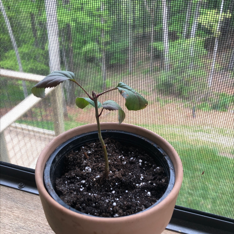 🍎 Propagating Your Apple: Step-by-Step Guide