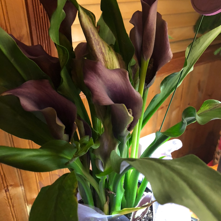 🌞 Light Requirements For Your Calla Lily By Season