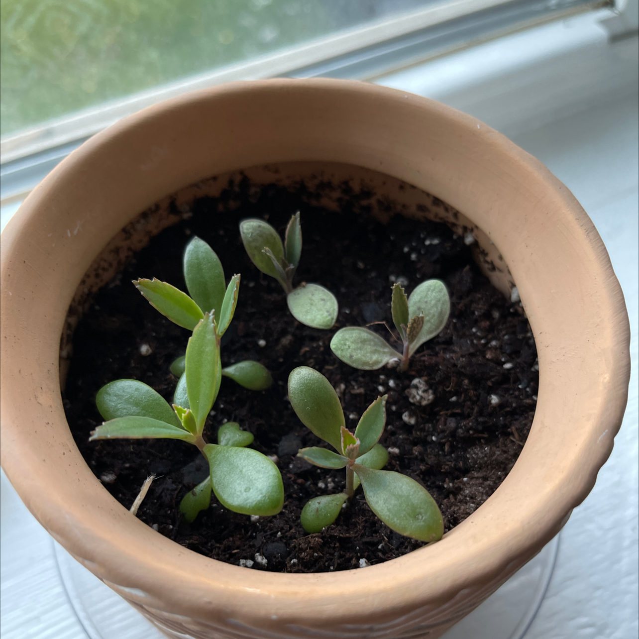 What Do I Do About common purslane root rot?