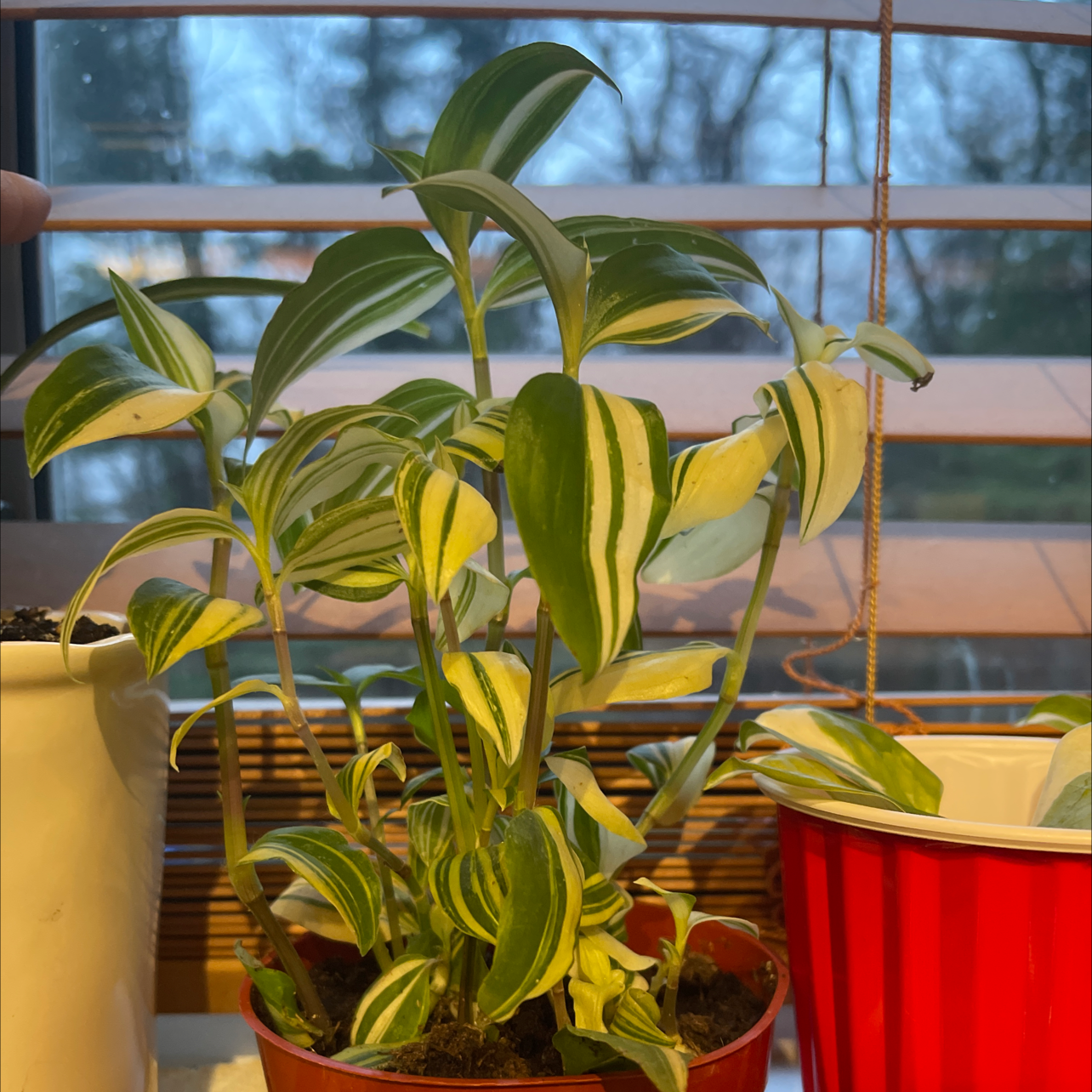 Best Soil for Tradescantia 'Yellow Zebra'