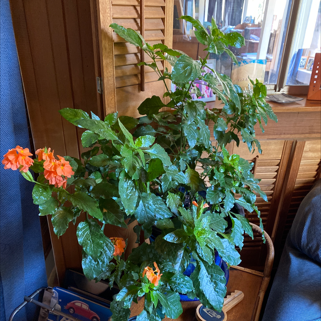 🧨 Why Are There Brown Spots on My Firecracker Flower?