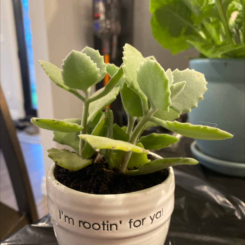 What Does It Mean When Maltese Cross Blooms?