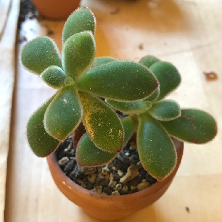 10 Benefits of Having a Plush Plant