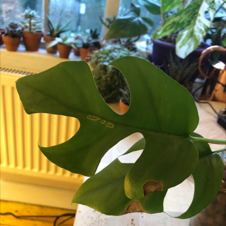 Why Are There Brown Spots On My Mini Monstera Leaves?