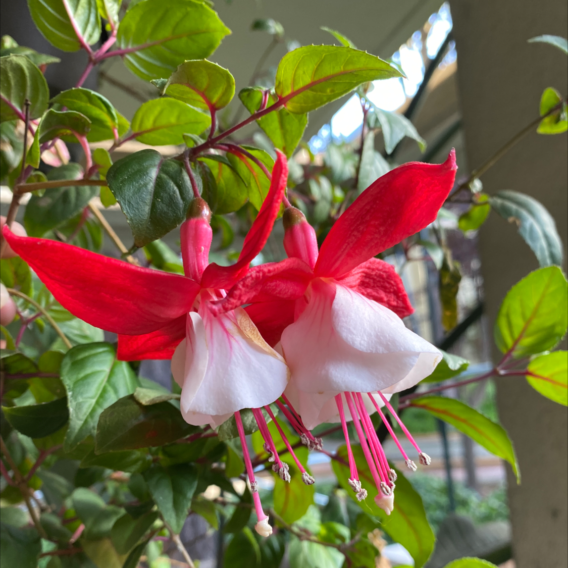 🌺 What To Do About Bugs on My Hummingbird Fuchsia?