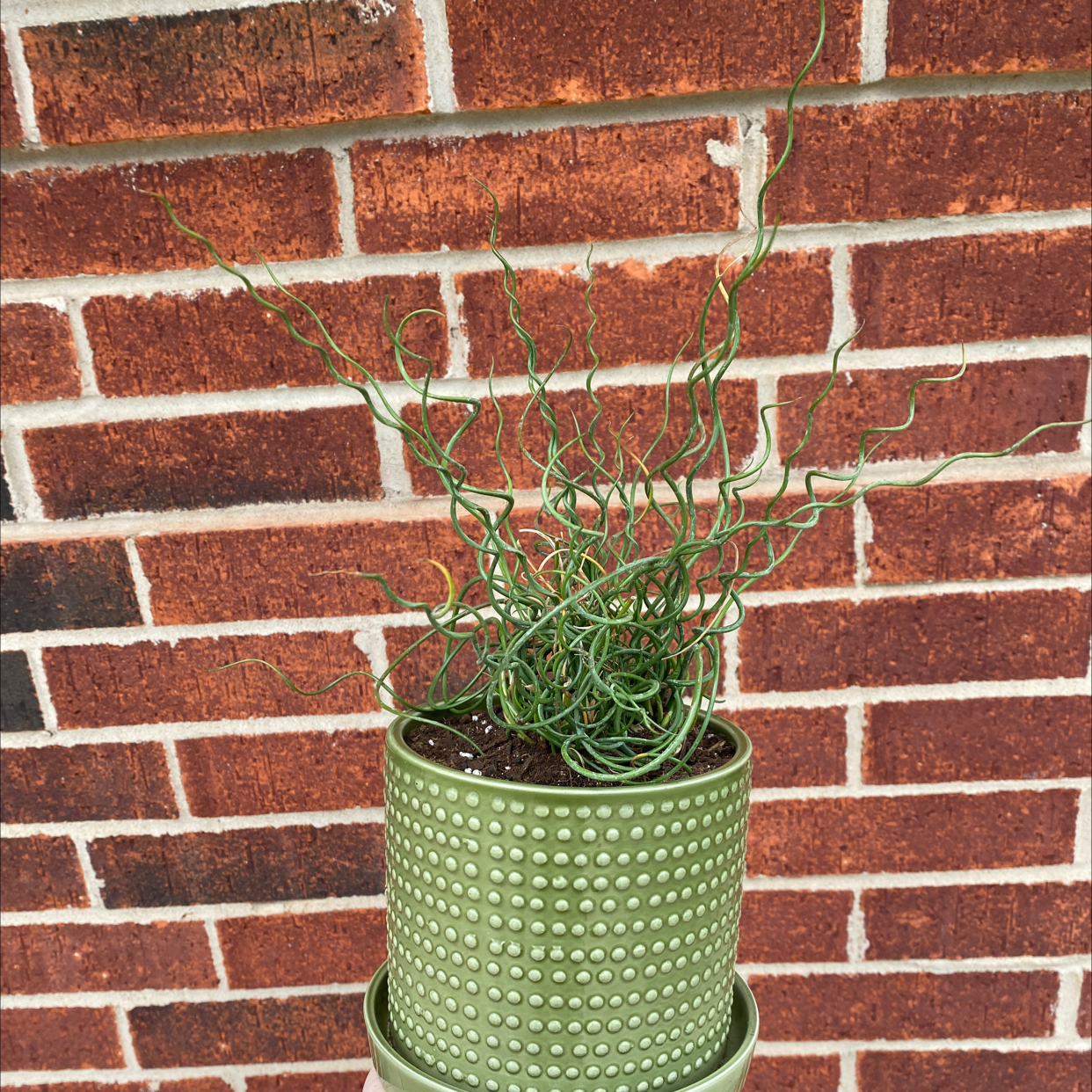 How to Get a Common Rush to Bloom