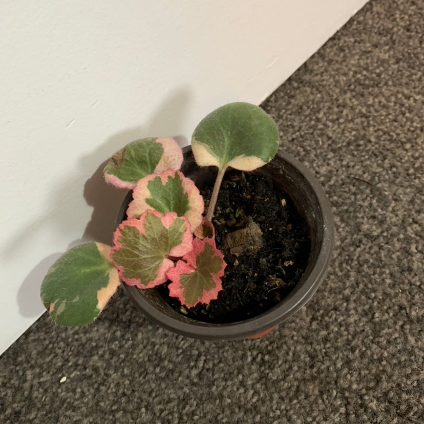 Strawberry Begonia Plant Care: Water, Light, Nutrients | Greg App 🌱