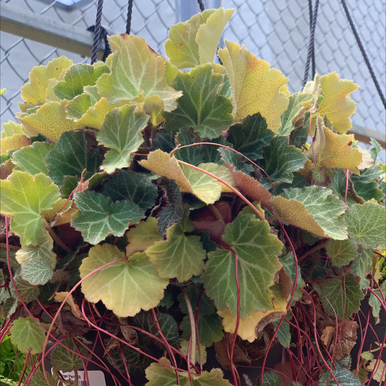 How Do I Cure strawberry begonia root rot?